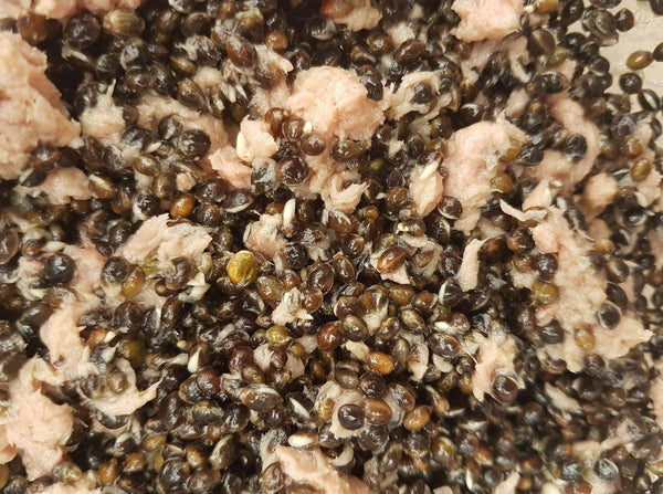 Particle Infused Blended Fish – CMCS Fish Feed