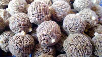 Pre-Tied Mesh Pva Bags – CMCS Fish Feed